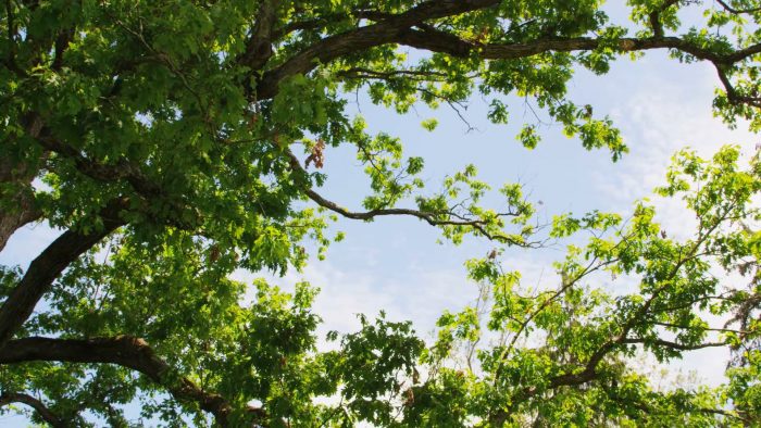 Pecans in Your Landscape | Texas Forest Country Living