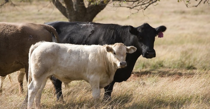 Keeping Cattle Off Roadways | Texas Forest Country Living