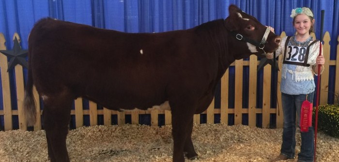 Beef Heifer show at Angelina County Fair | Texas Forest Country Living