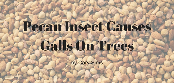 Pecan Insect Causes Galls On Trees - Texas Forest Country Living