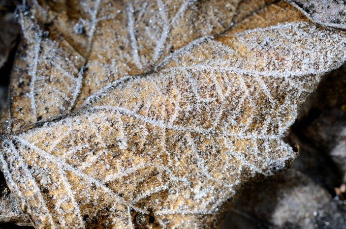 With First Frost under the Belt, Weather Is Right on Schedule - Texas ...