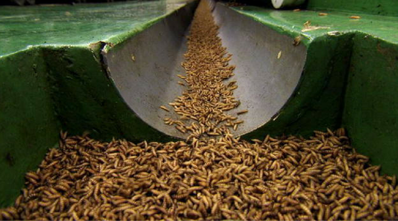 The History and Recent Finding of Screwworms - Texas Forest Country Living