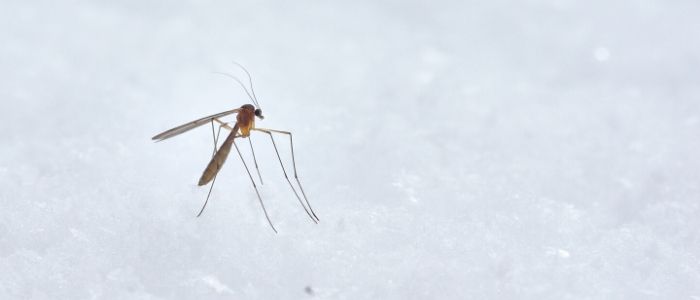 Summer Mosquitoes | Texas Forest Country Living