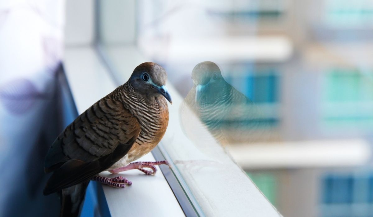 Birds Attacking Your Windows? Here’s How to Stop It - Texas Forest ...