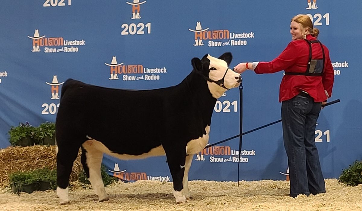 Central High Senior Hayley Eldridge Shows Heifer at the Angelina County ...