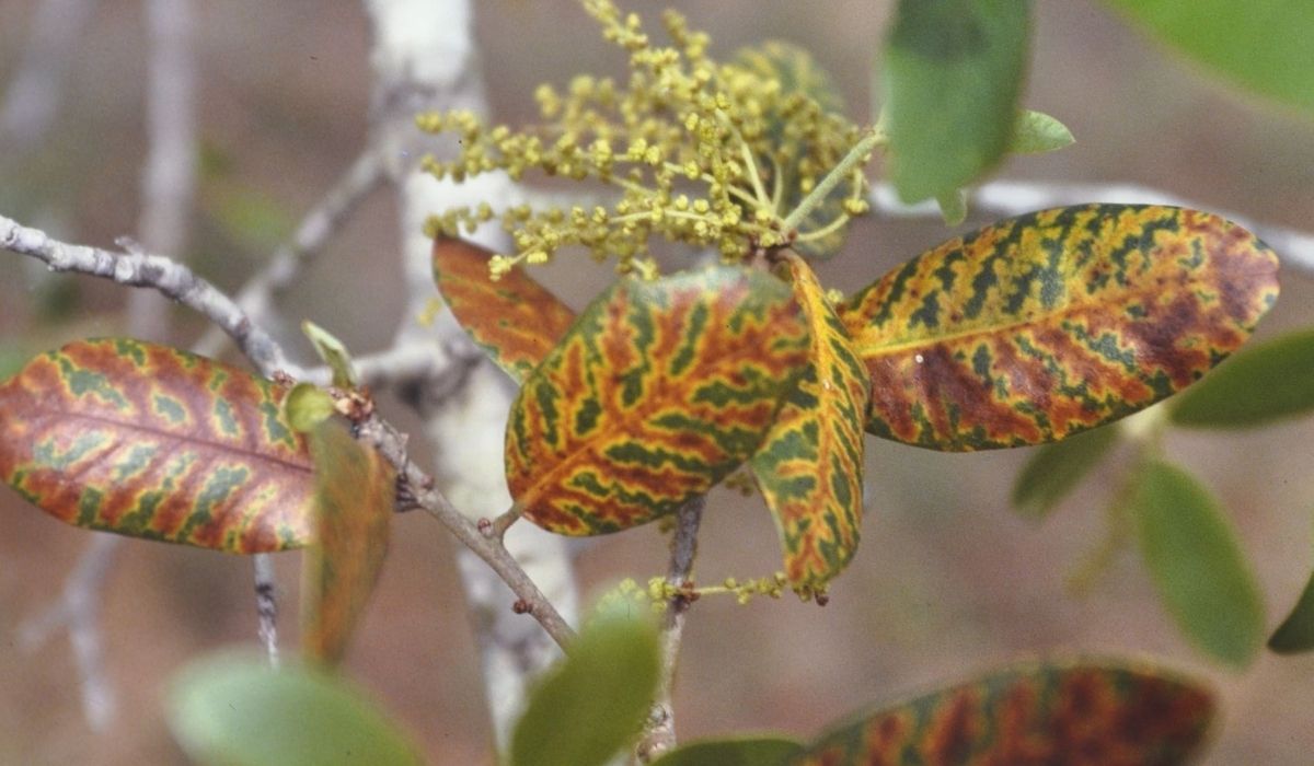 Prevent the Spread of Oak Wilt in Texas this Spring - Texas Forest ...