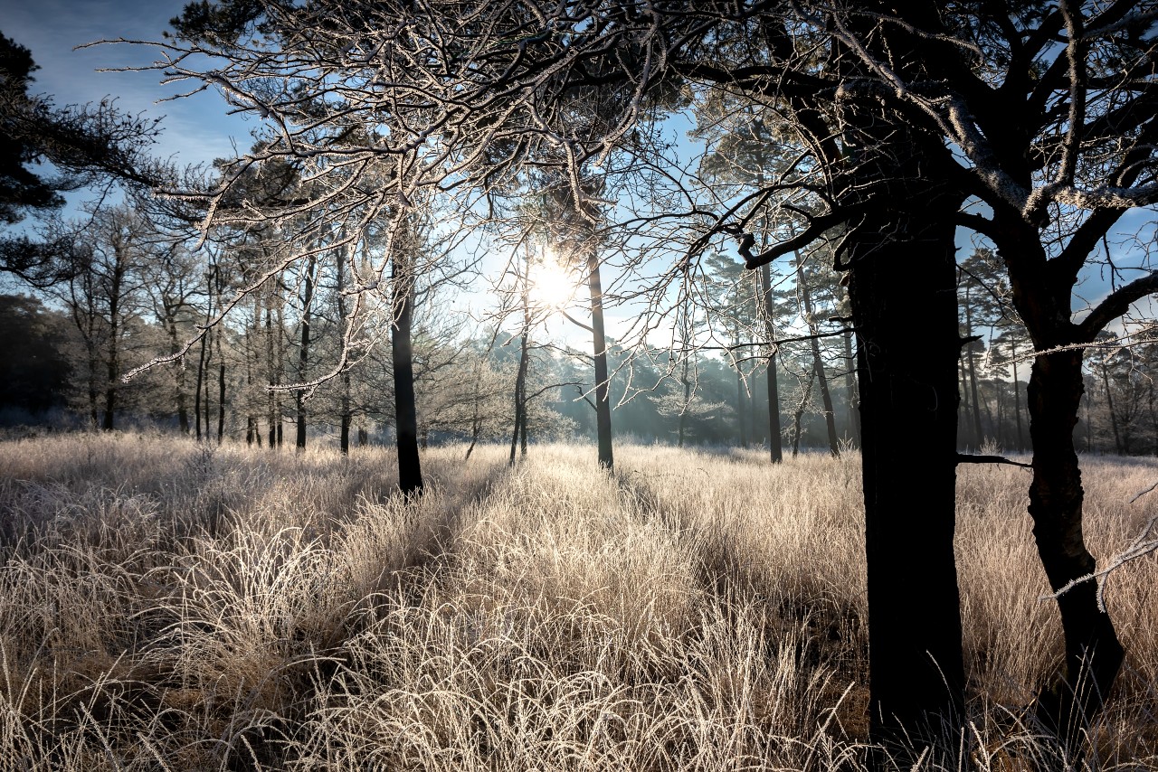 Late for My First Frost - Texas Forest Country Living