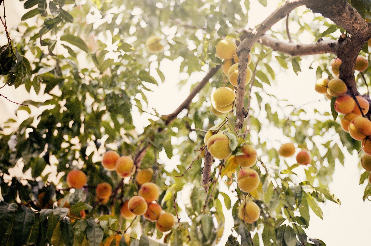 Prime Time to Plant Fruit Trees in the Home Landscape - Texas Forest ...