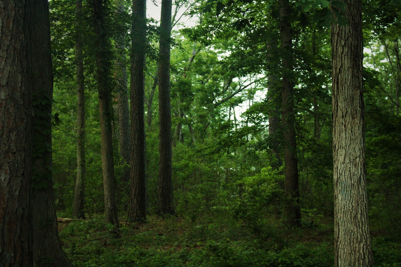 Bark Lice Infecting Trees - Texas Forest Country Living