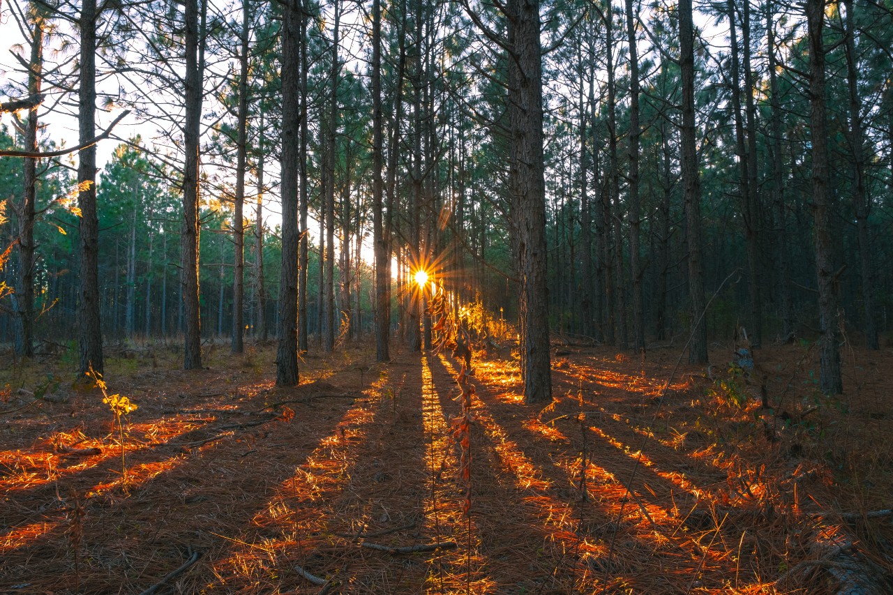 A Glimmer of Hope in the Midst of Confusion - Texas Forest Country Living