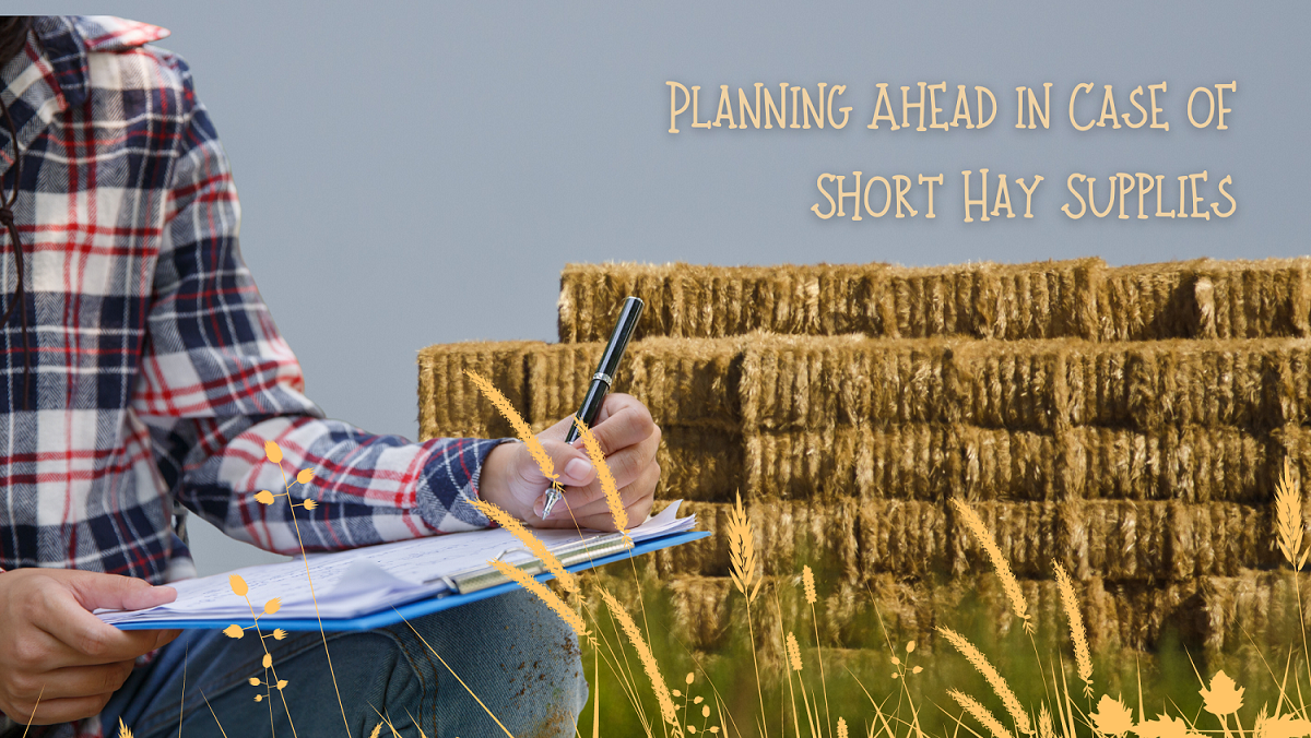 Planning Ahead in Case of Short Hay Supplies | Texas Forest Country Living