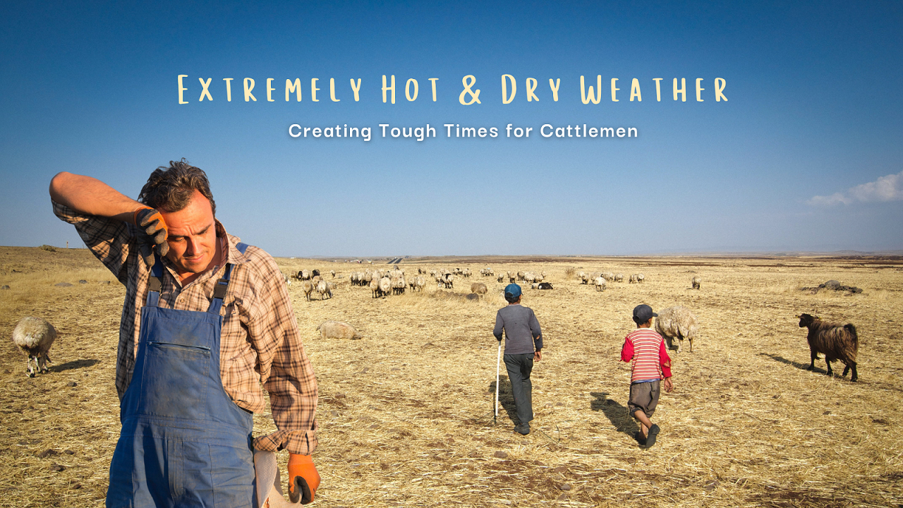 Extremely Hot & Dry Weather Creating Tough Times for Cattlemen - Texas ...
