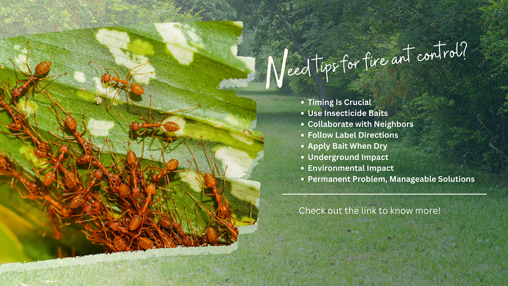 Treat for Fire Ants in the Fall - Texas Forest Country Living