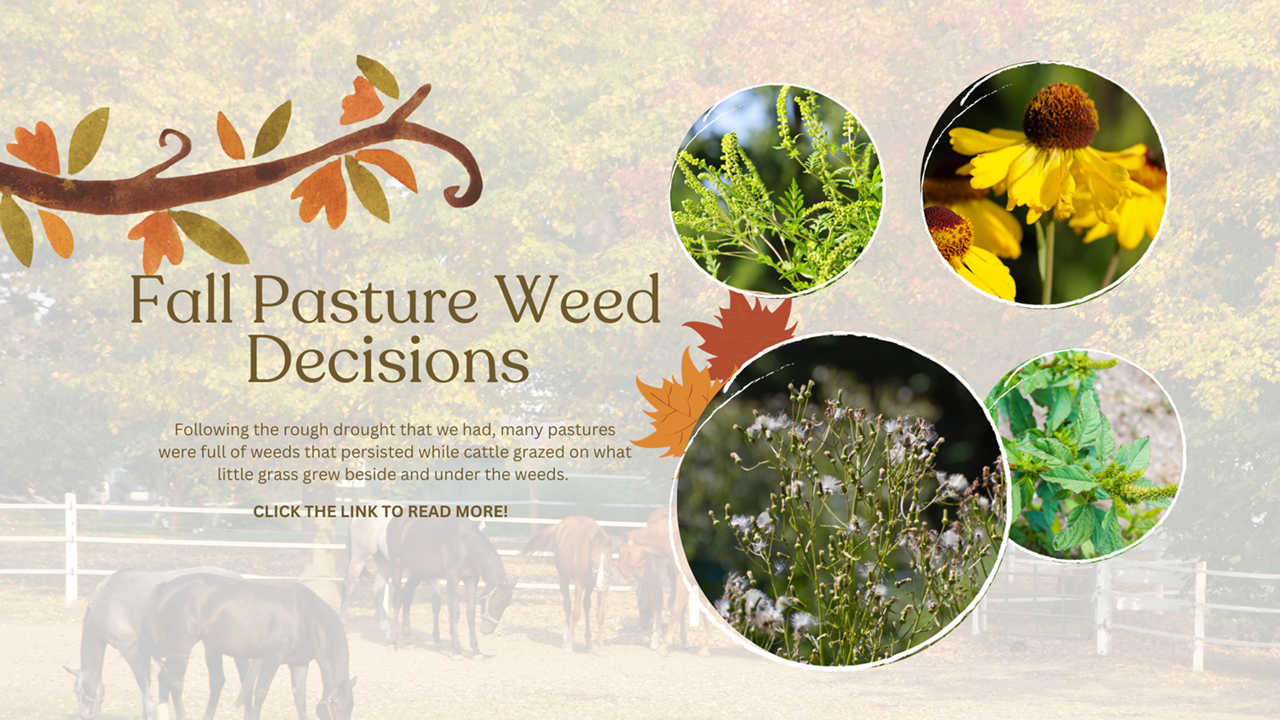 Fall Pasture Weed Decisions - Texas Forest Country Living