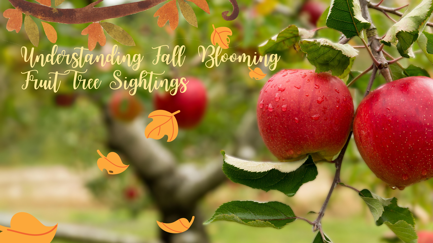Understanding Fall Blooming Fruit Tree Sightings - Texas Forest Country ...