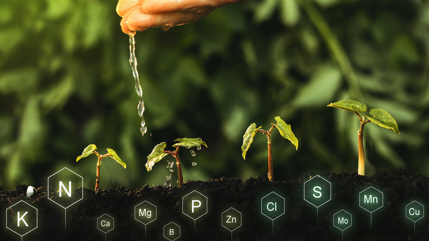 Understanding Plant Nutrients – Phosphorous and Potassium - Texas ...