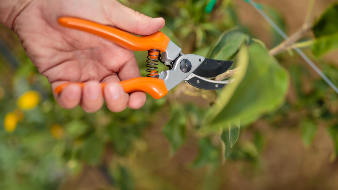 Pruning Trees and Shrubs - Texas Forest Country Living