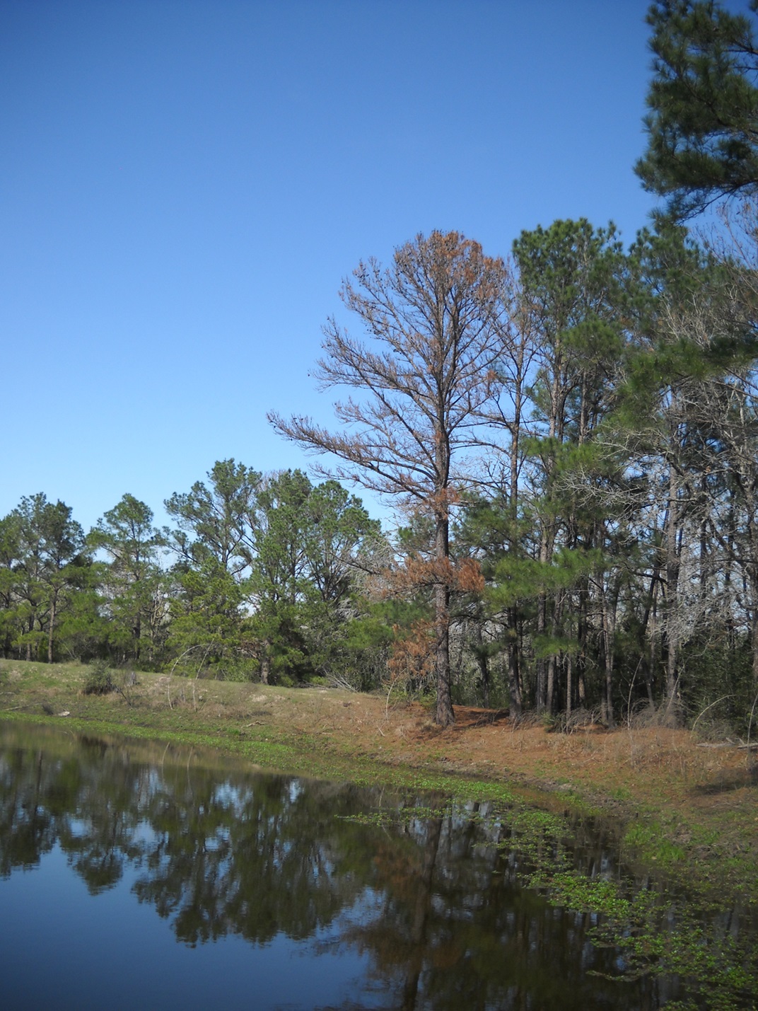 Extreme Environmental Conditions Make Texas Trees Susceptible to ...