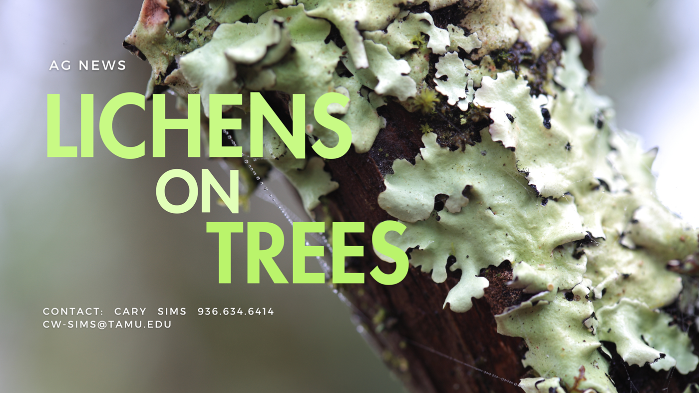 Lichens on Trees - Texas Forest Country Living