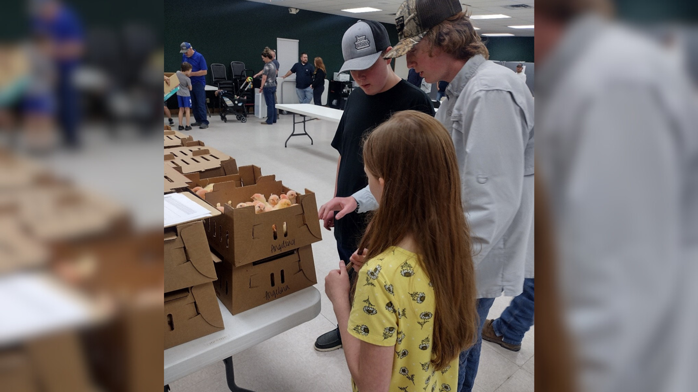 Forrest Family Raises Broilers for the Angelina County Fair - Texas ...